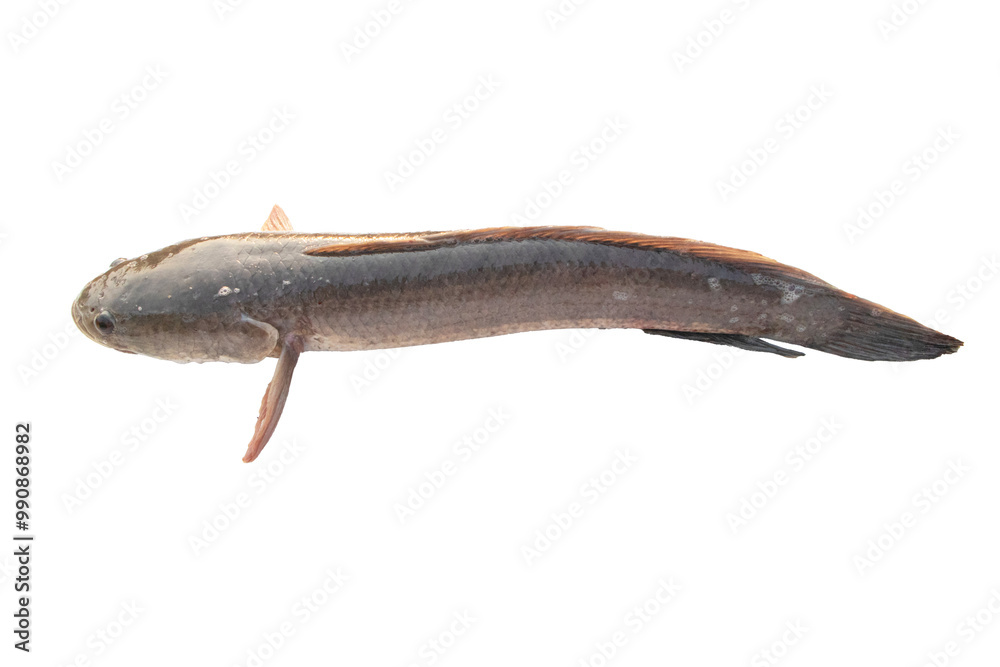 Large, fresh, not dead snakehead fish placed isolated on cut out PNG or ...