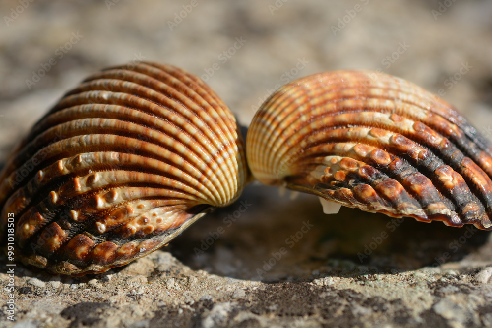 Common cockle shells on a concrete surface Stock Photo | Adobe Stock