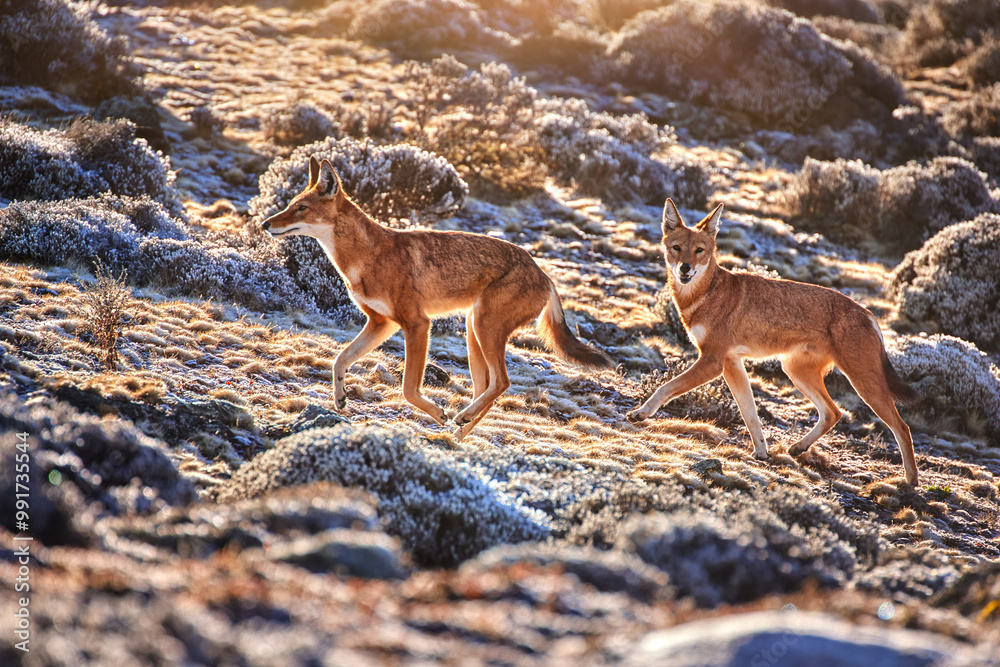 Ethiopian Wolves in Bale Mountains Plateau, Ethiopia – Rare Endangered ...