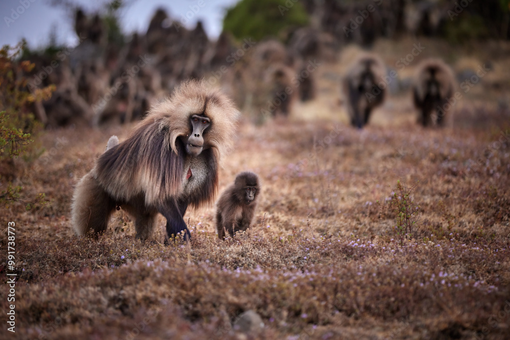 Gelada Baboon, Dominant Male and Baby, Leading its Troop in the Simien ...