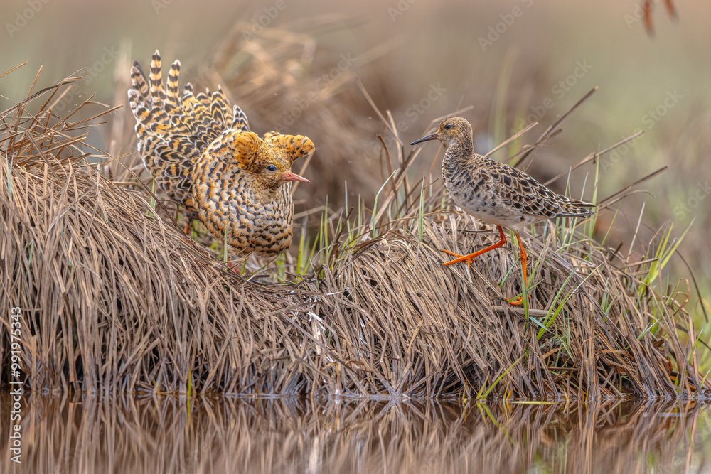 Ruff birds male and female displaying at lek Stock Photo | Adobe Stock
