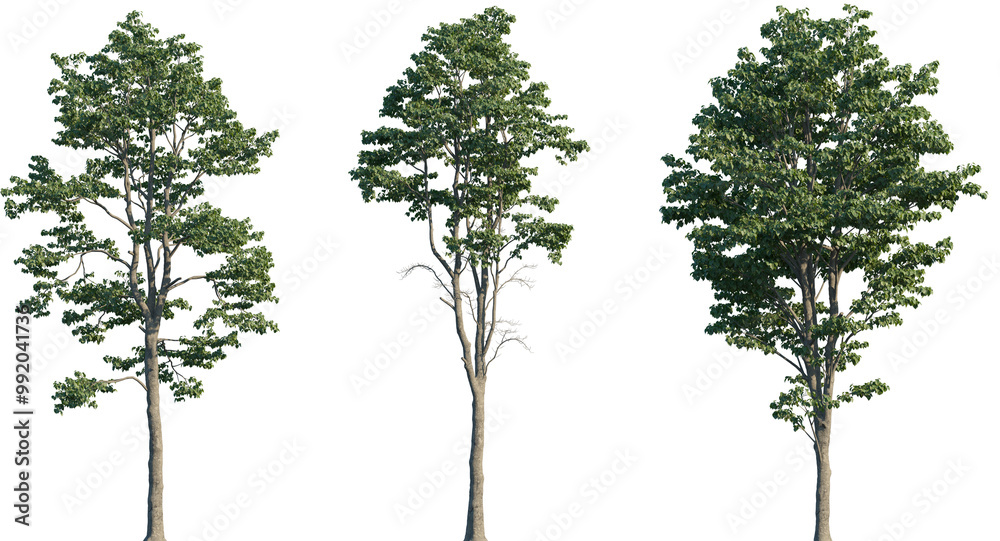 Set of Tilia x europaea (known as the European lime, common lime ...