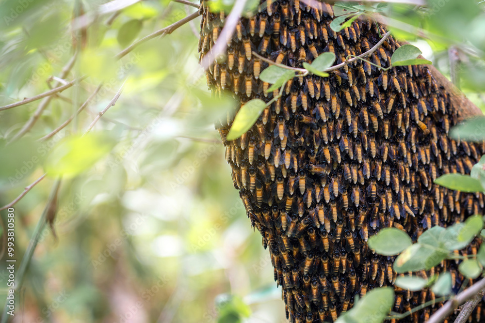 Honeycomb of Giant honey bee - Apis dorsata fabricius on the branch of ...