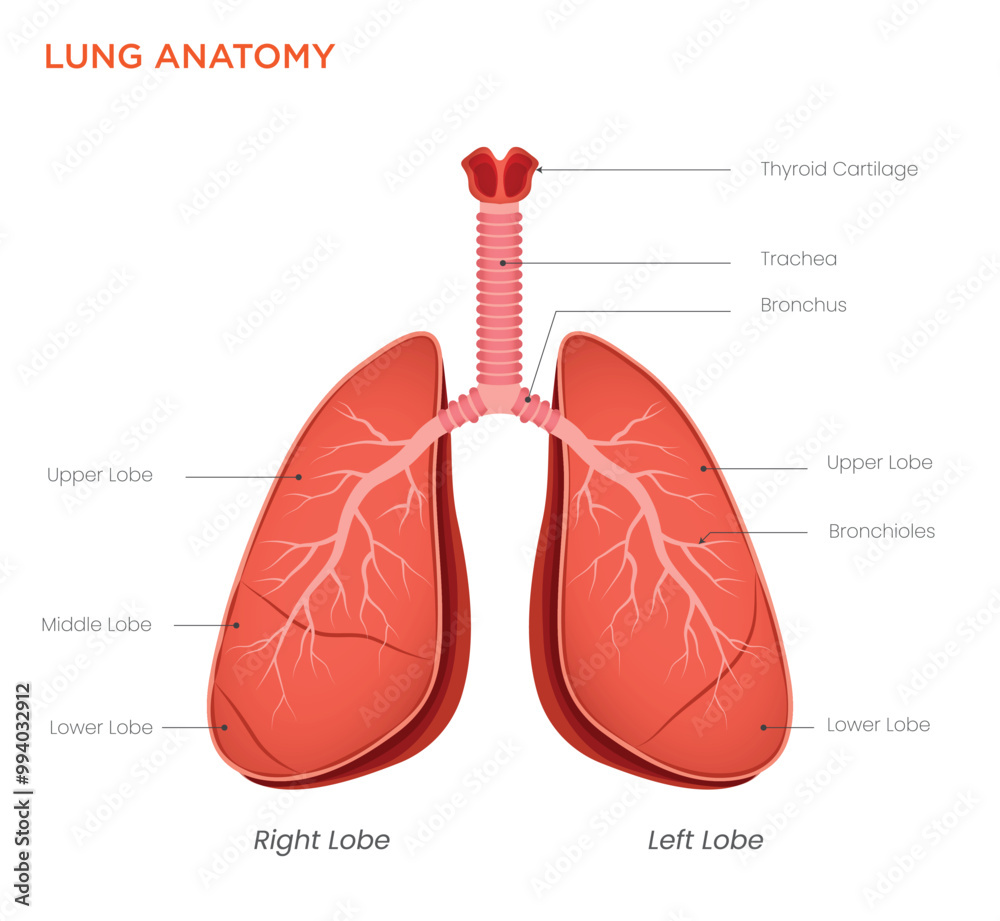 Lung Anatomy Diagram Structure and Function of the Respiratory System ...