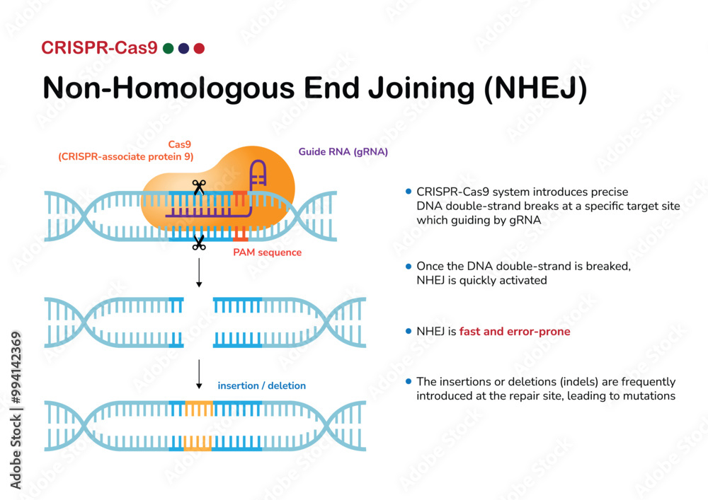 Overview of Non-Homologous End Joining (NHEJ) in CRISPR-Cas9 Gene Editing Stock Vector | Adobe Stock