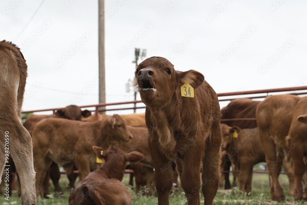 Foto de Stock Beefmaster calves on Texas cattle ranch shows calf cow ...