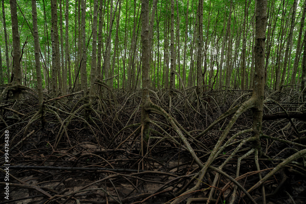 Mangrove root system in lush wetland forest. Natural coastal defense ...