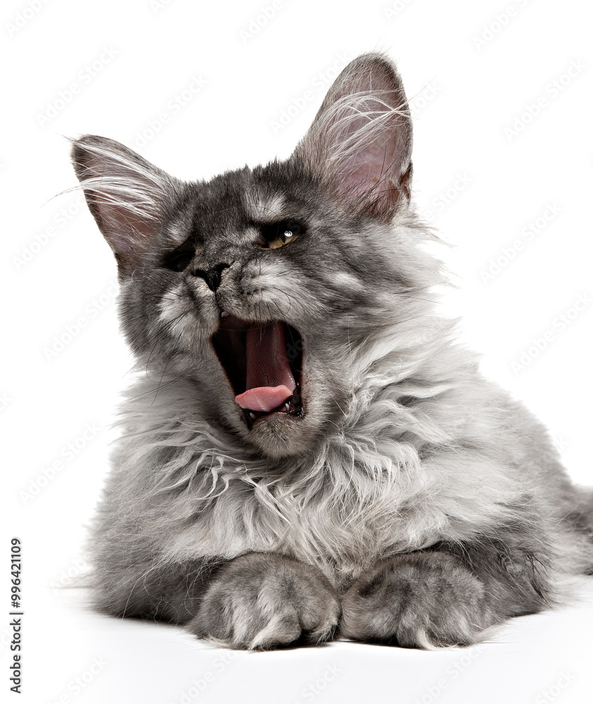Cute long hair Maine Coon cat yawning and lying isolated on white ...