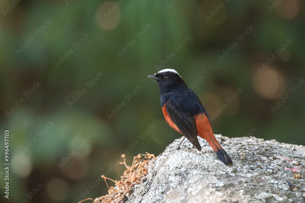 White-capped Redstart ( Phoenicurus leucocephalus) on the rock. The White-capped Redstart is a ...