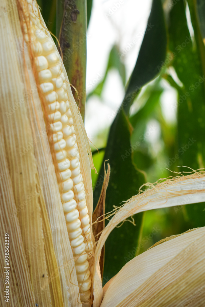 Stock-Foto „white Corn cobs in corn farming fields during the harvest ...