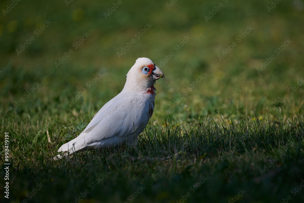 Long-billed corella stranding in a shady patch of grass, with the ...