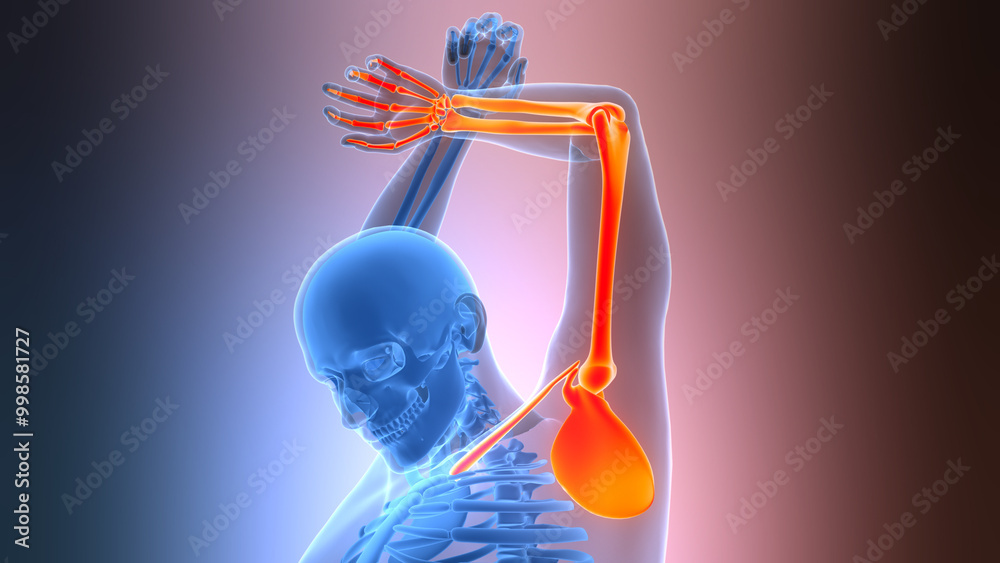 Human Skeleton System Upper Limb Bone Joints Anatomy Stock Illustration ...