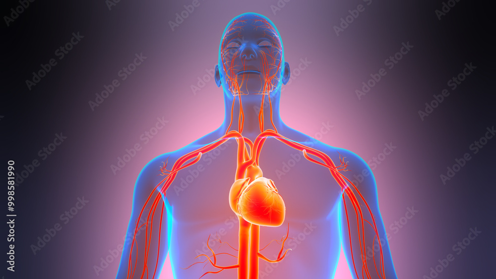 Human Circulatory System Heart Anatomy Stock Illustration | Adobe Stock