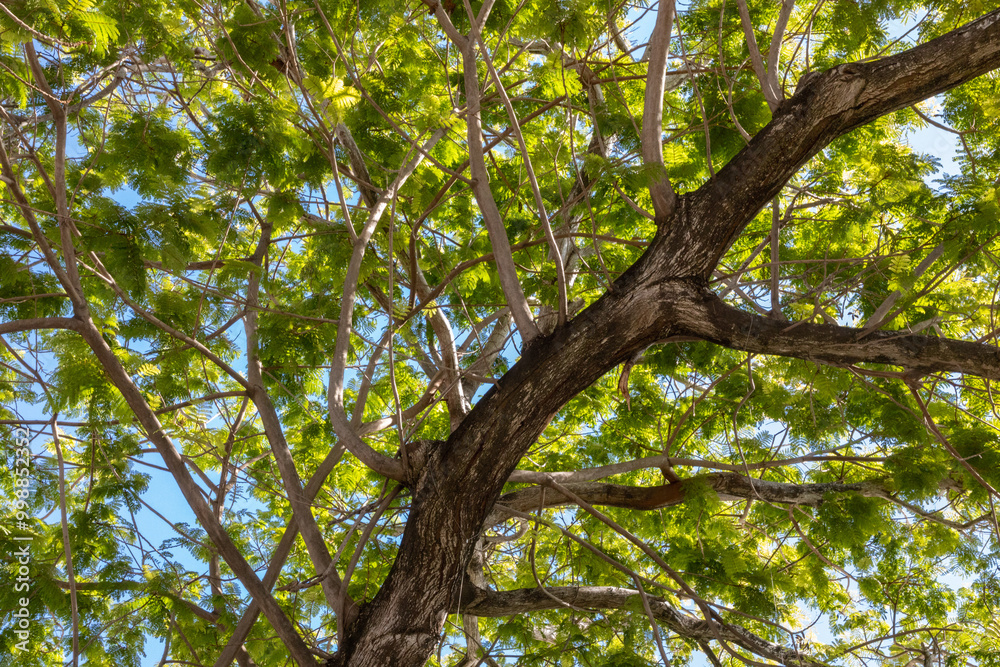 Trees of the tropics - a beautiful island tree canopy over the beach of North Bimini island is a ...