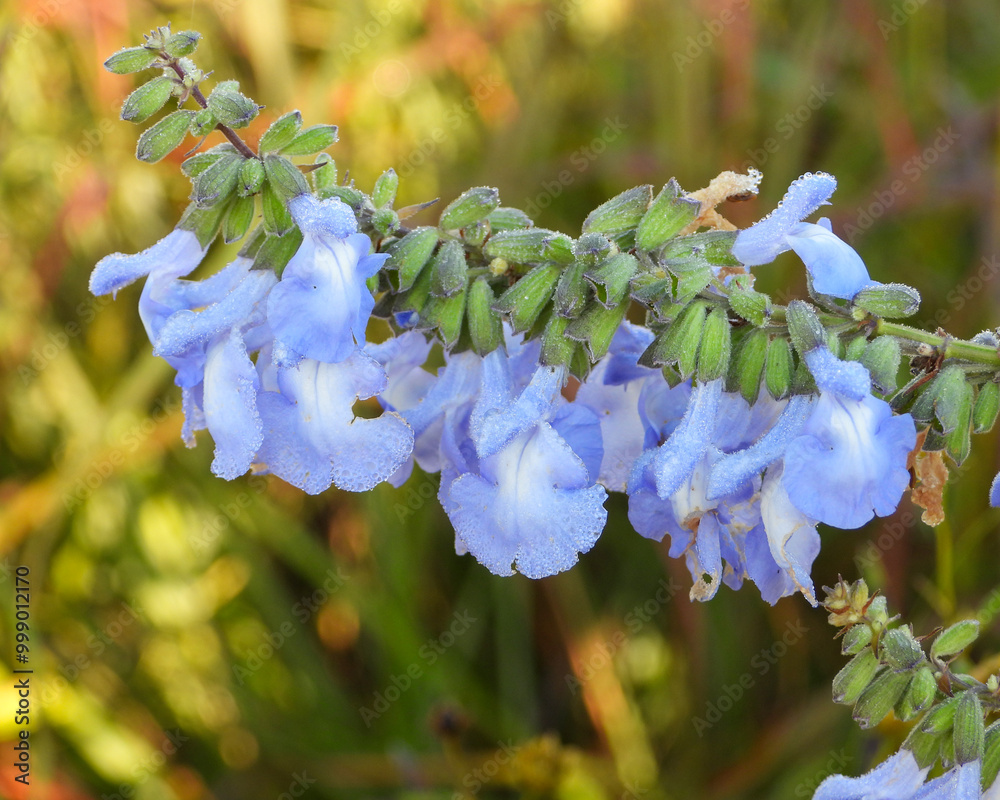 Salvia azurea Wild Blue Sage Native North American Prairie Wildflower ...