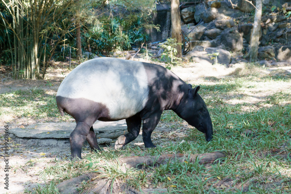 Endangered Malayan tapir roaming its natural habitat in Thailand ...