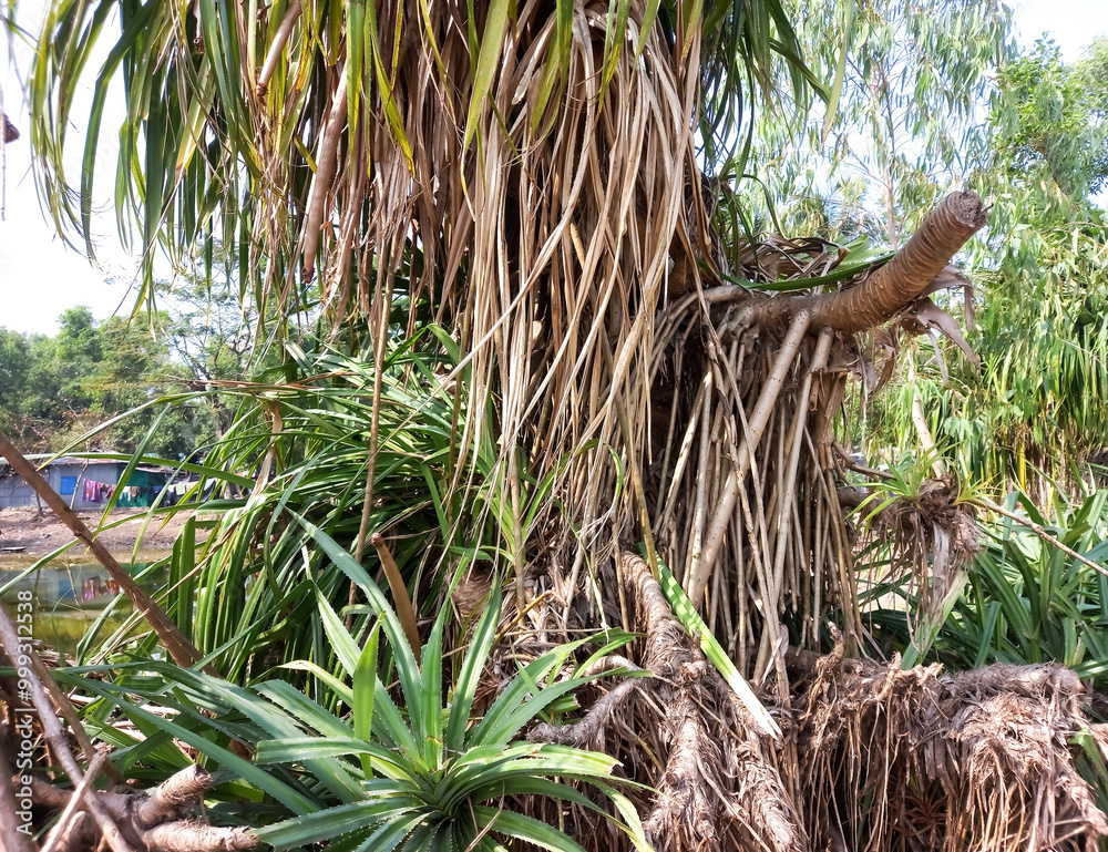 "Hala" or Pandanus tectorius plant. The key selling point of this plant ...