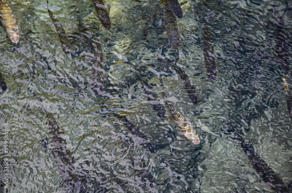 A clear underwater shot of small fish swimming over a rocky seabed ...