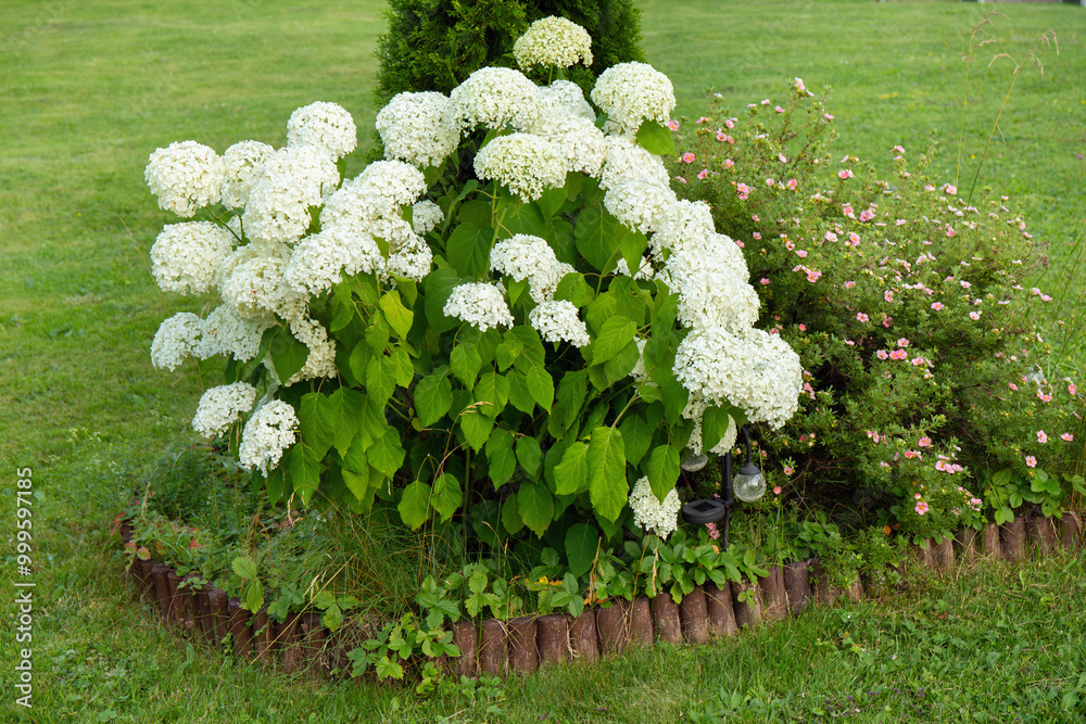 Beautiful lush Hydrangea arborescens commonly known as smooth hydrangea ...