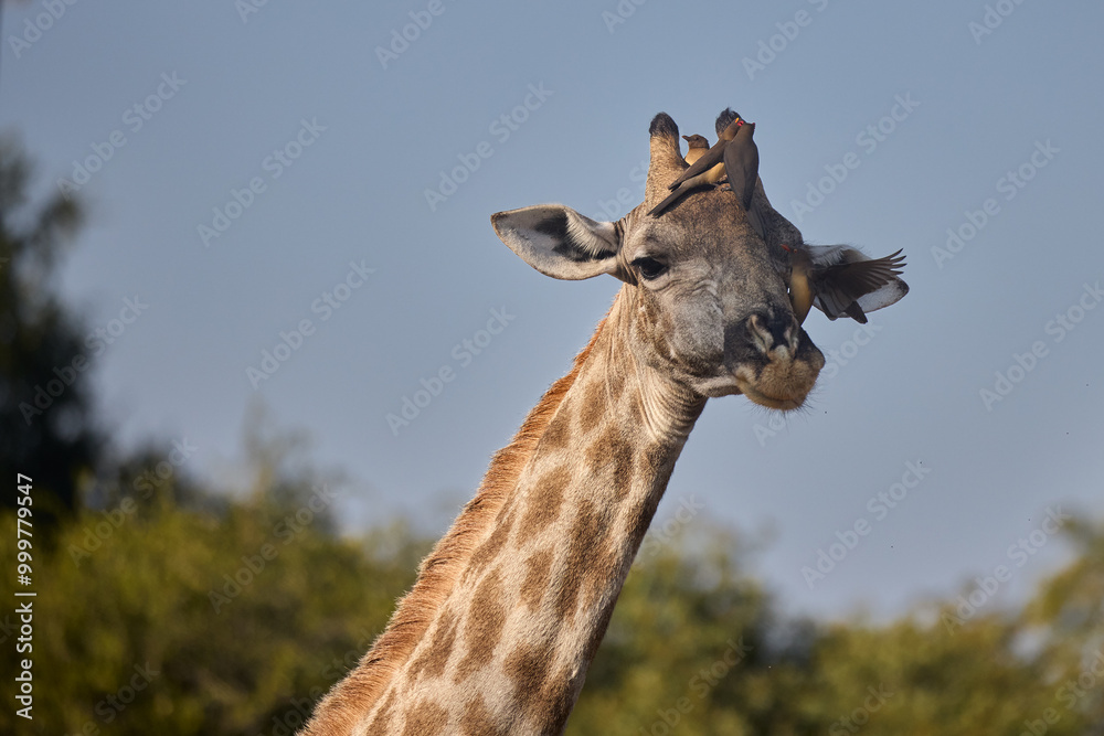 Giraffes are the tallest land animals on Earth, known for their long ...