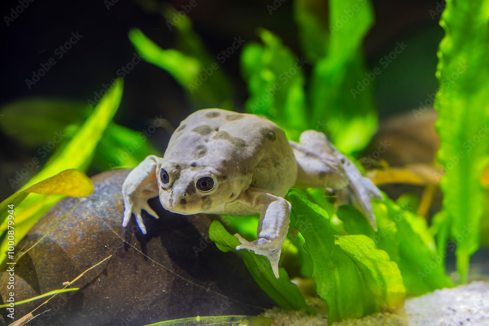 Titicaca water frog (Telmatobius culeus) is entirely aquatic and only ...