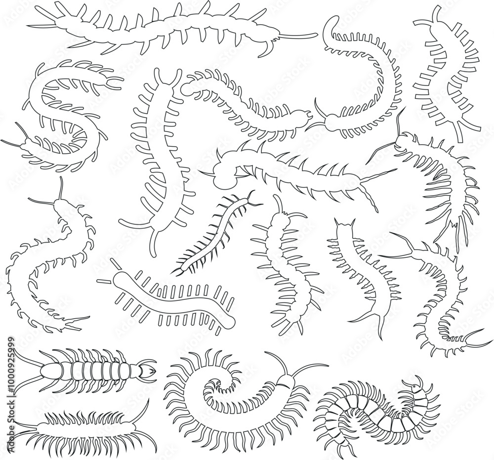 Centipede sketches collection, insect line art, millipede illustration ...