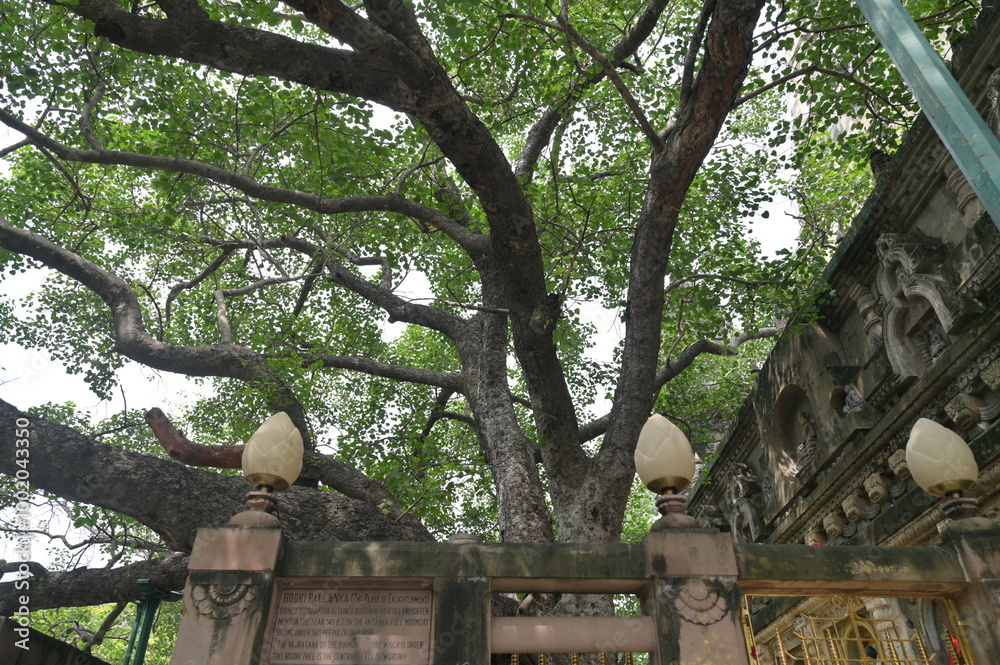 The Bodhi Tree ("tree of awakening"), also called the Mahabodhi Tree or ...