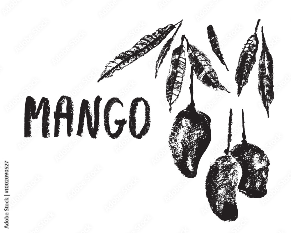 Vector mango emblem. Brazilian Mango pencil drawing. Tropical fruit ...