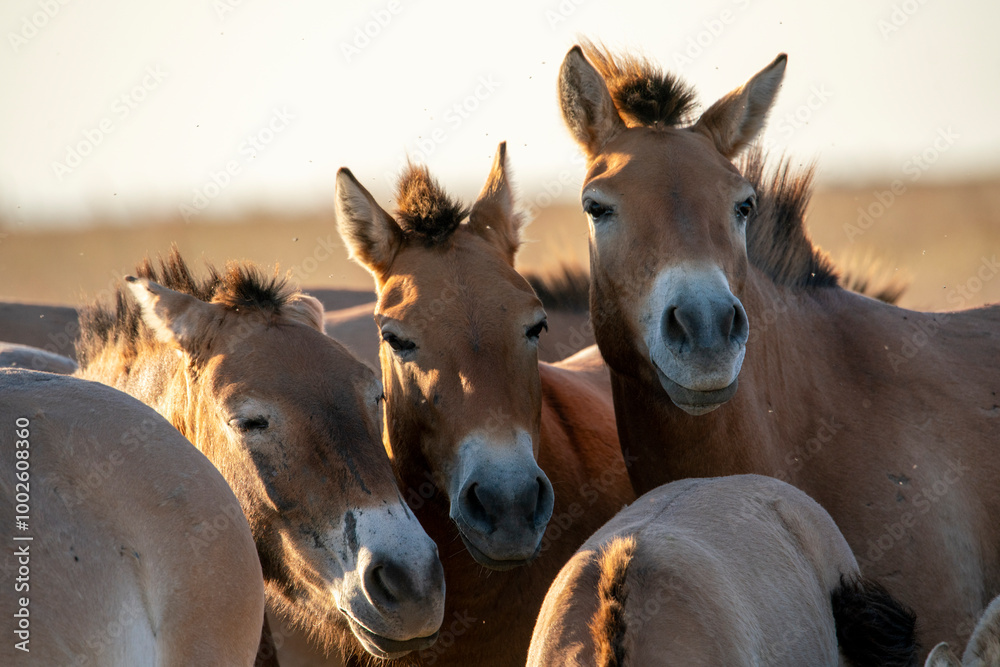 Young Przewalski's horses (Mongolian wild horses). A rare and ...