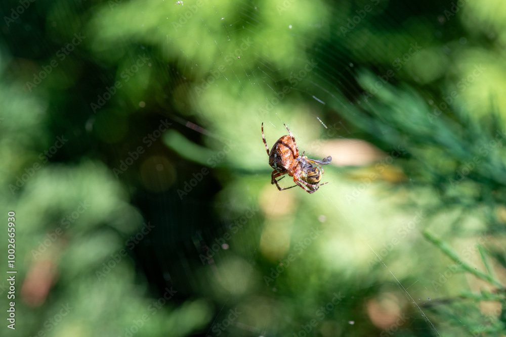 Spider Catching Prey- Capture the moment a spider catches its prey in ...