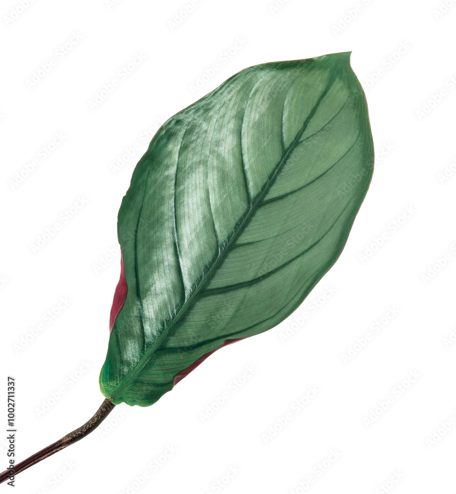 Calathea setosa leaf, Ctenanthe setosa foliage isolated on white ...
