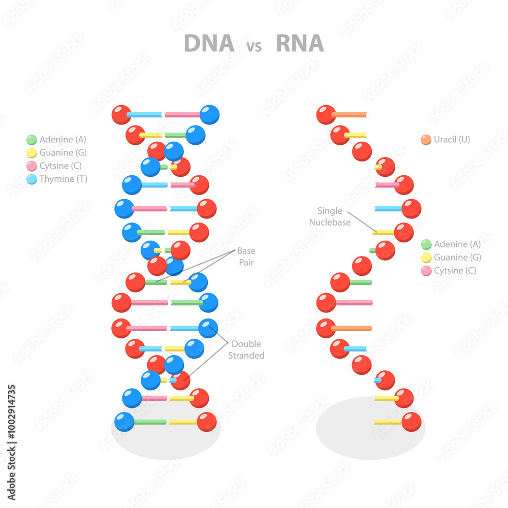 3D Isometric Flat Illustration of DNA Vs RNA, Deoxyribonucleic and ...