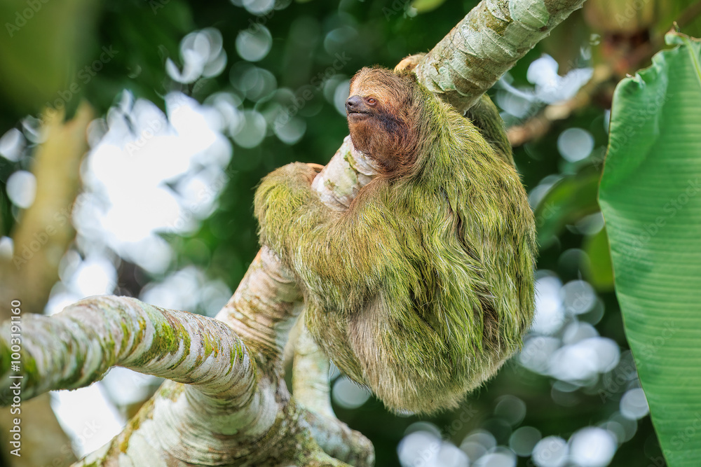 The brown-throated sloth (Bradypus variegatus) is a species of three ...
