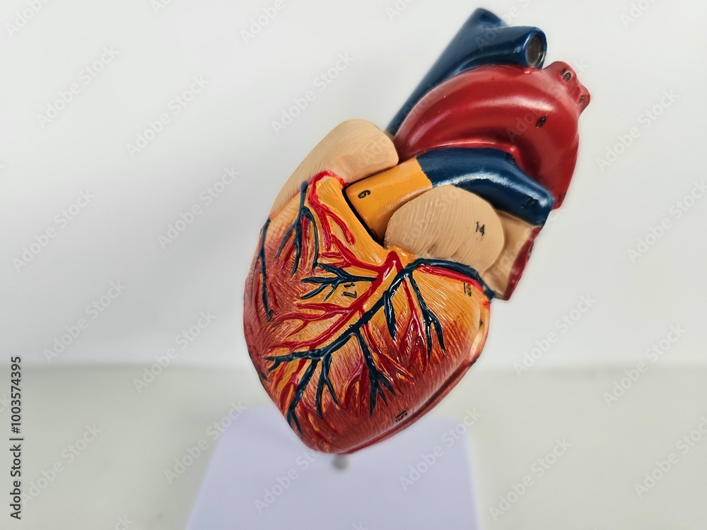 Cardiac model of transcatheter aortic valve implantation for human ...