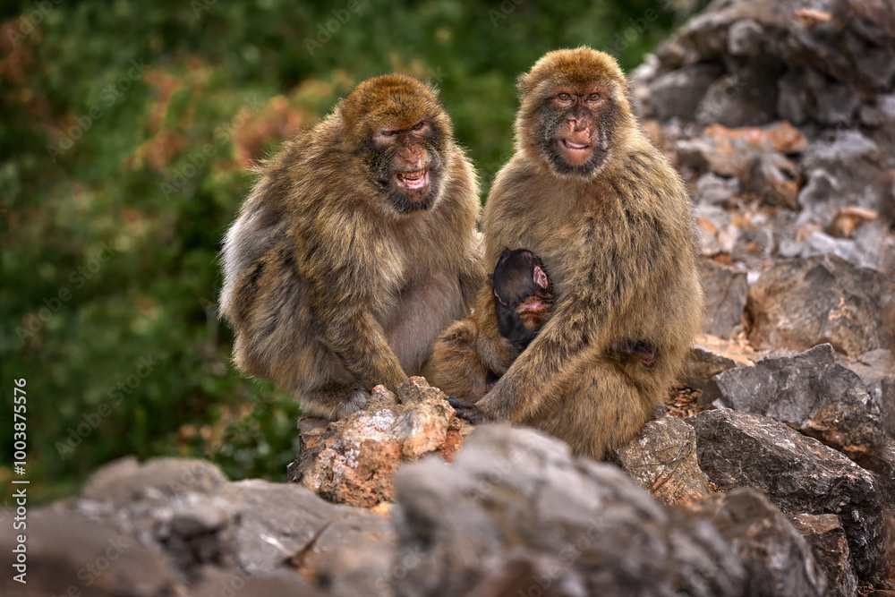 Barbary macaque, Macaca sylvanus, wild monkey family in Gibraltar ...