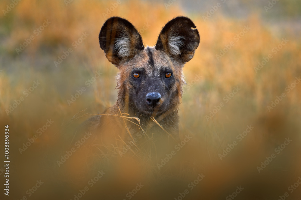 African wild dog, Lycaon pictus, detail portrait open muzzle, Mana ...