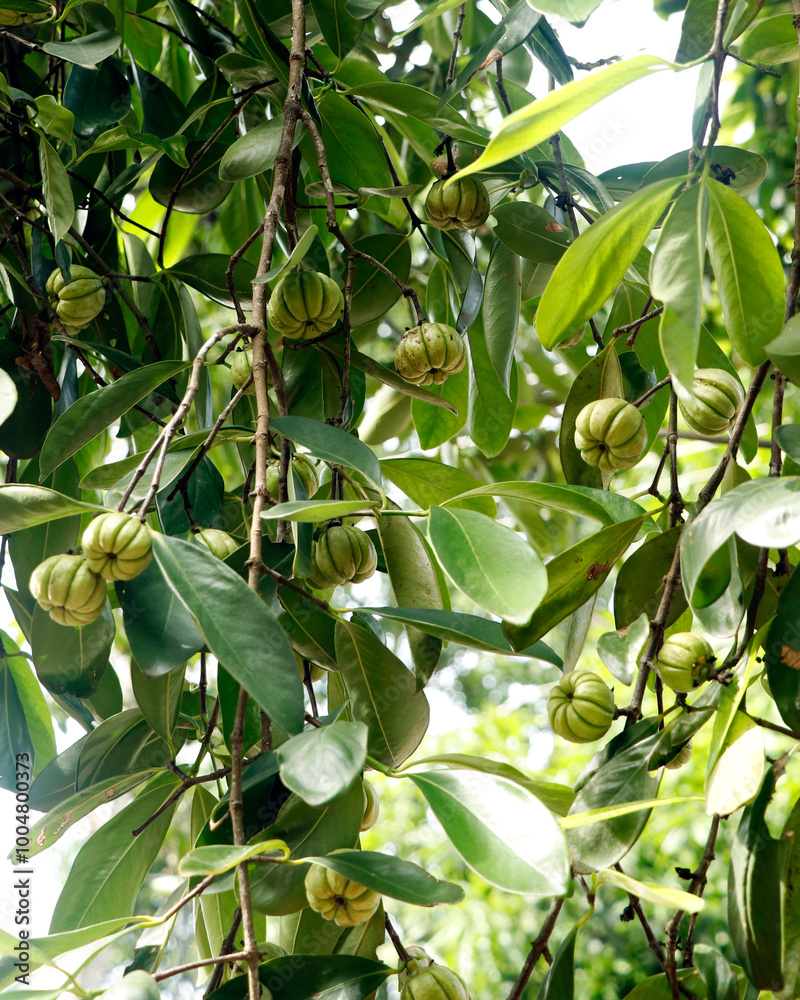 Garcinia gummi-gutta is a tropical species of Garcinia native to South ...