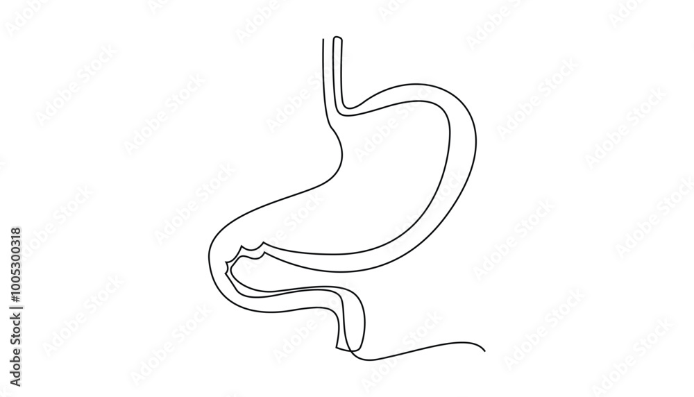 continuous lines on the human stomach. Single line anatomy of human ...