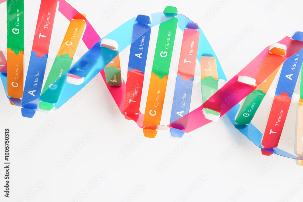 DNA molecule spiral structure model isolated on white background ...