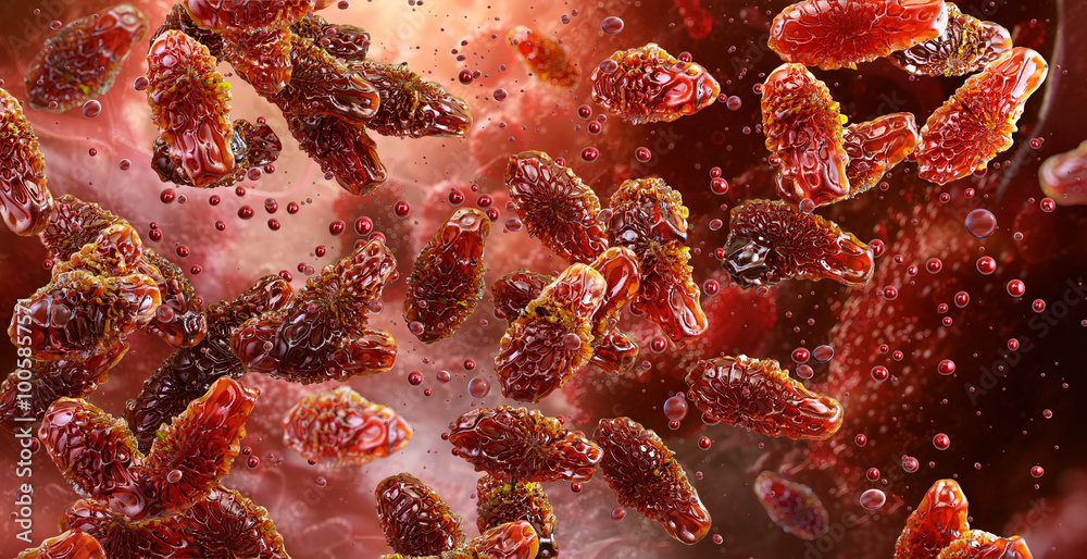 Clostridium botulinum bacterium. Spore-forming bacteria causing ...