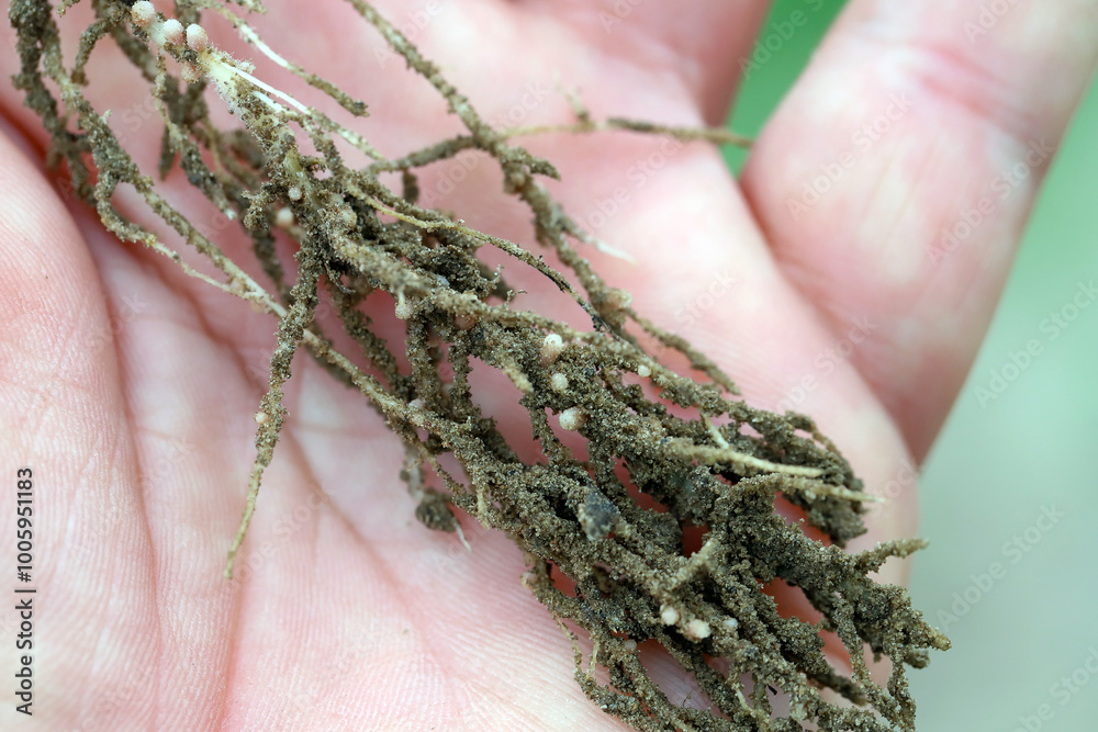 Nitrogen fixing nodules in the root system of pea plant developed in ...