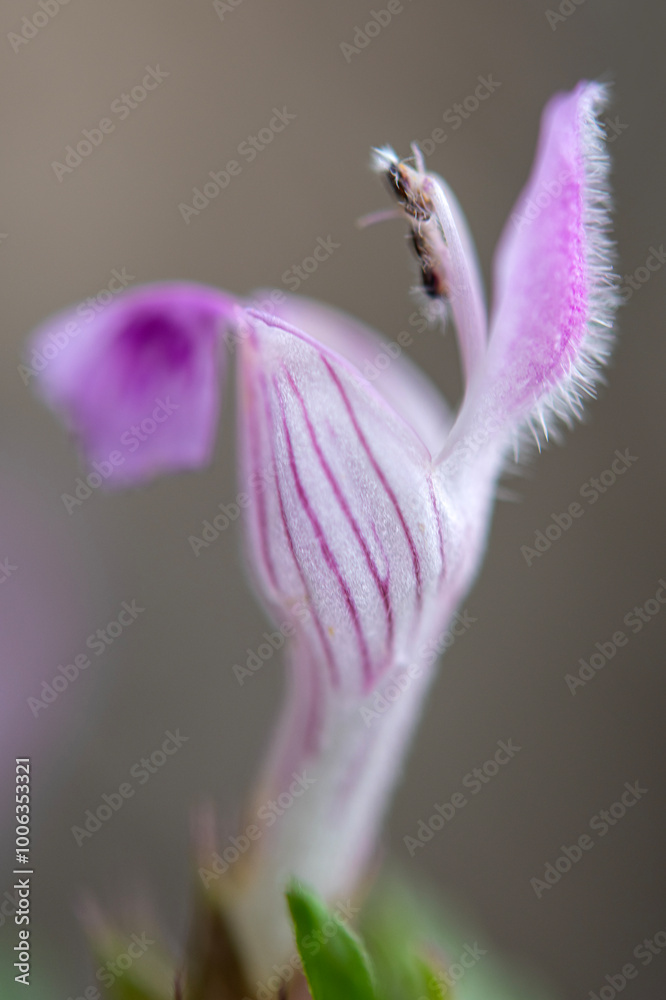 Lamier de Gargano, Lamier à grandes fleurs. Henbit deadnettle beautiful ...