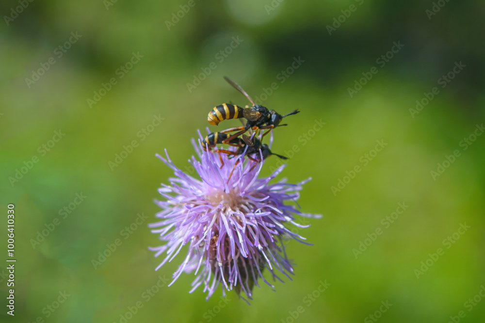 The European beewolf Philanthus triangulum , also known as the bee ...