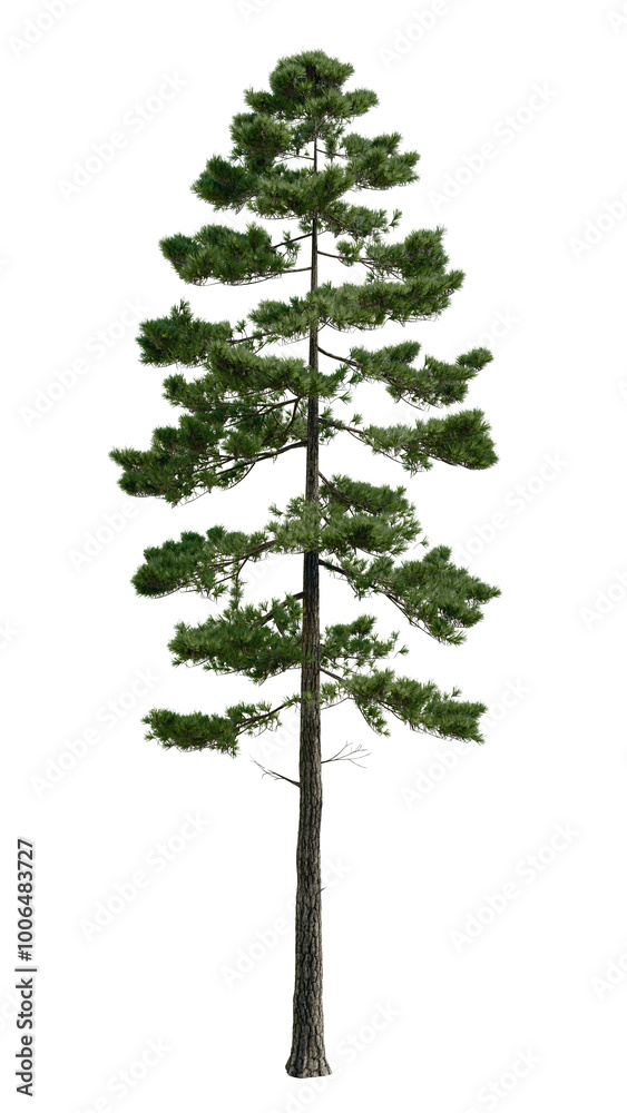 Pinus ponderosa is a very large pine tree species of variable habitat ...