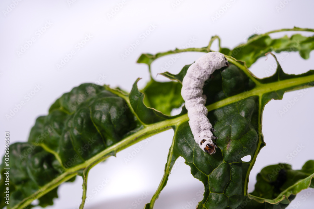 A caterpillar was infected by fungal insecticides (Beauveria), and the ...