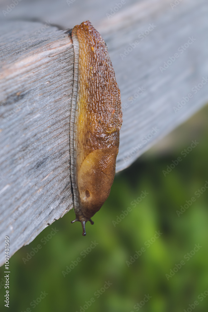 Greenhouse Slug Ambigolimax valentianus . Family keelback slugs ...