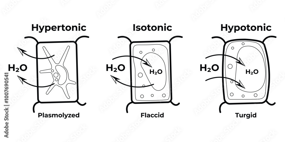 Flaccid Cell Plasmolysed Cell & Turgid Cell Hypertonic Isotonic ...