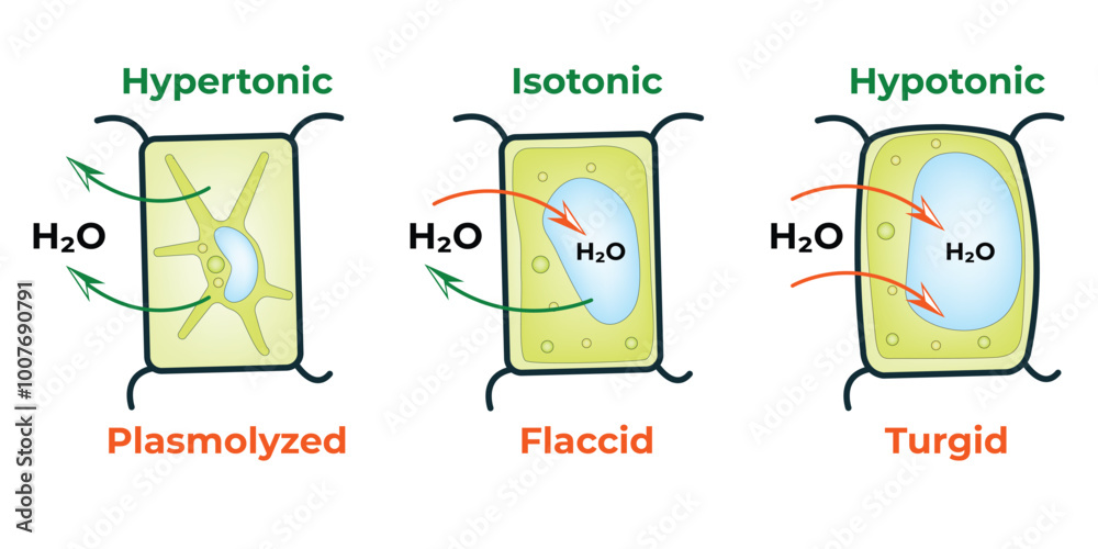 Flaccid Cell Plasmolysed Cell & Turgid Cell Hypertonic Isotonic ...