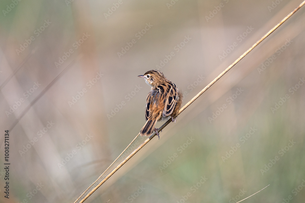 Zitting Cisticola (Cisticola juncidis) in close-up. The Zitting ...