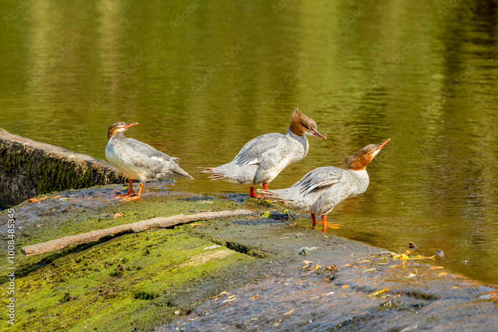 3 female red-breasted merganser (Mergus serrator) ducks, grey body, red ...